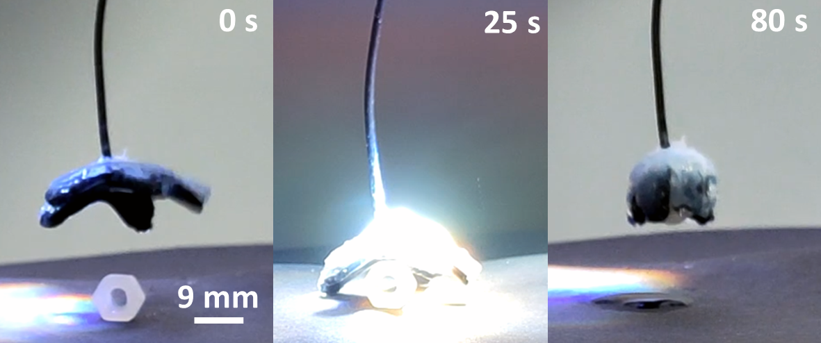 Research Team Developed Muscles for Soft Robots Inspired by Nature ...